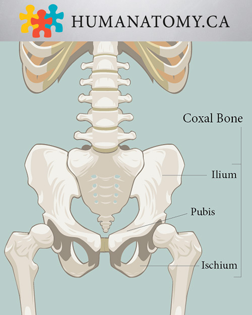 Humanatomy